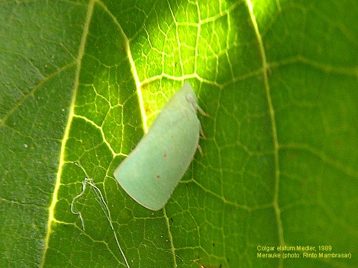 Papua Insects Foundation (Hemiptera/Auchenorrhyncha/leafhopper ...